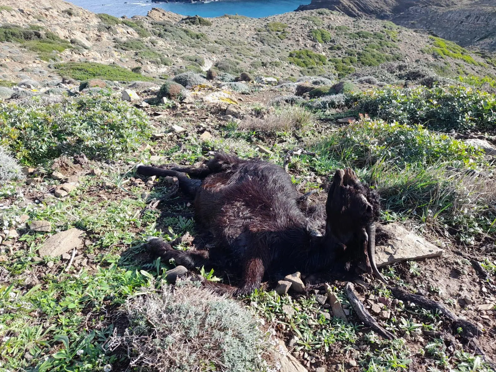 Una veintena de cabras aparecen muertas a tiros en el entorno natural ...