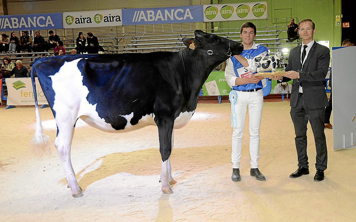 Llorenç Bosch gana un concurso de manejo de vaca frisona en Galicia