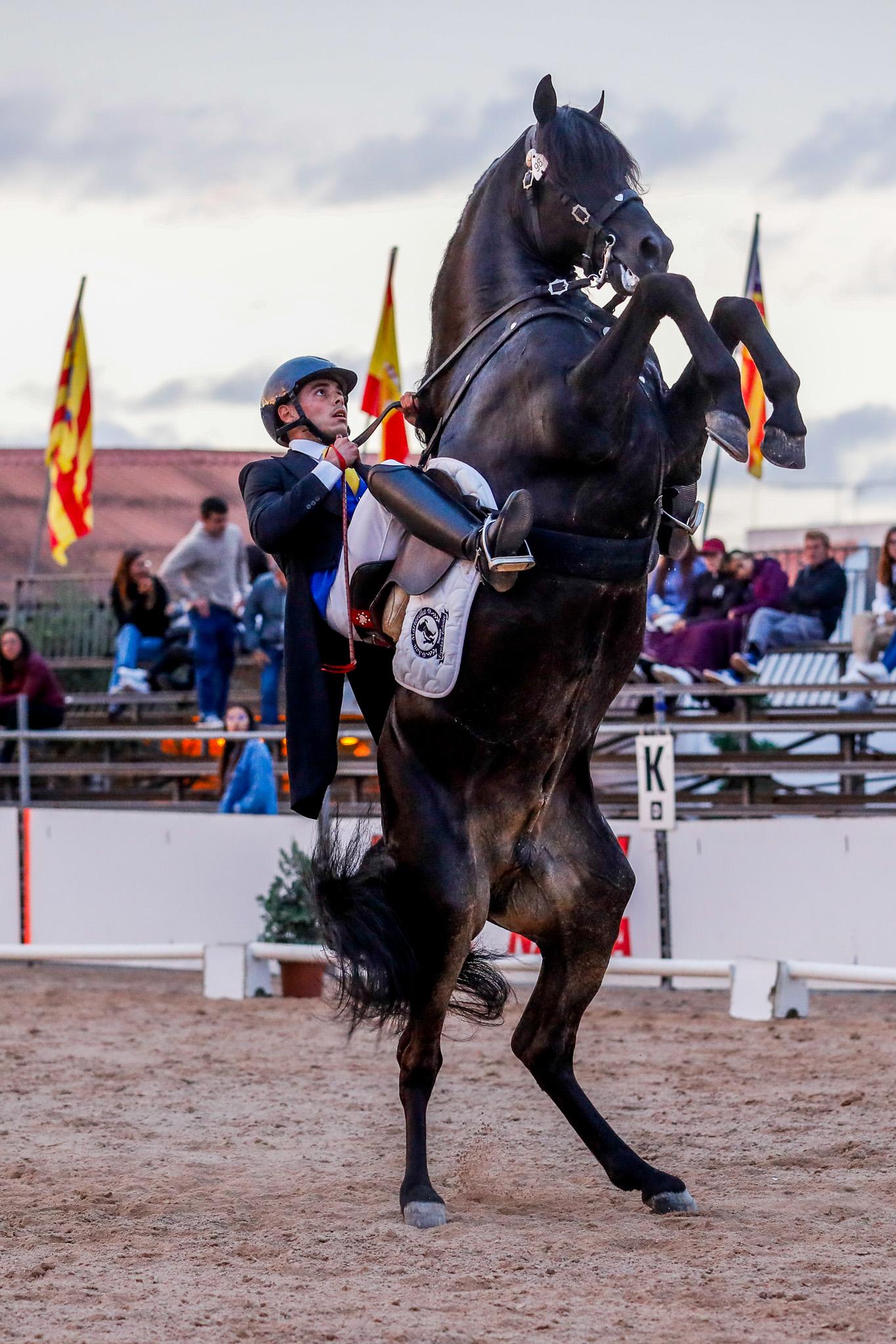 Fotogalería: Imatges de la Fira del Cavall de Menorca