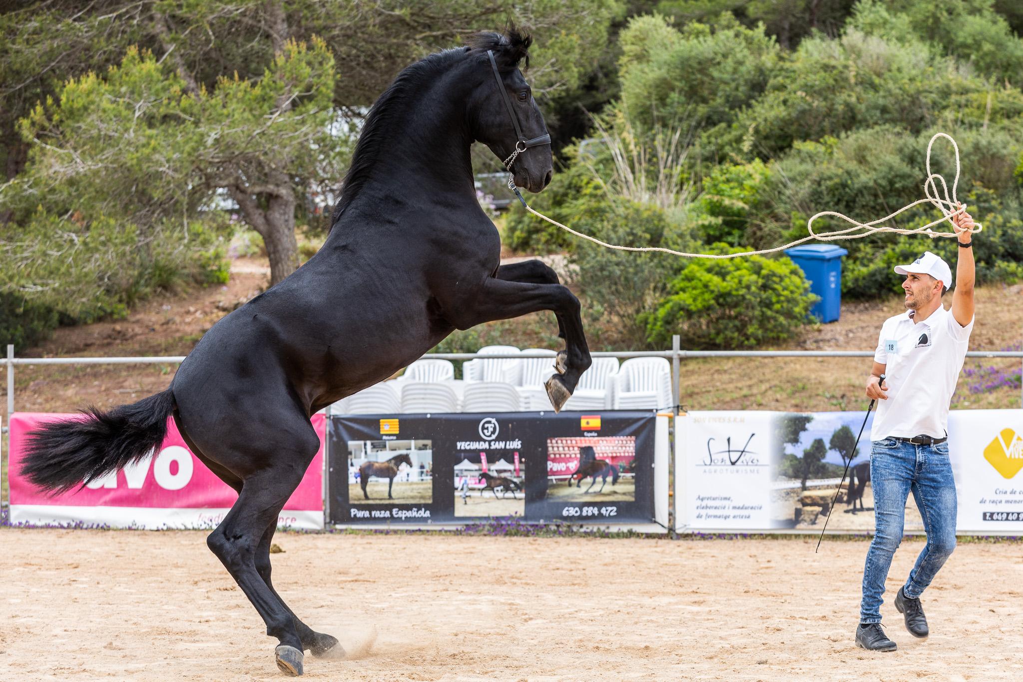 Fotogalería: Imatges de la Fira del Cavall de Menorca