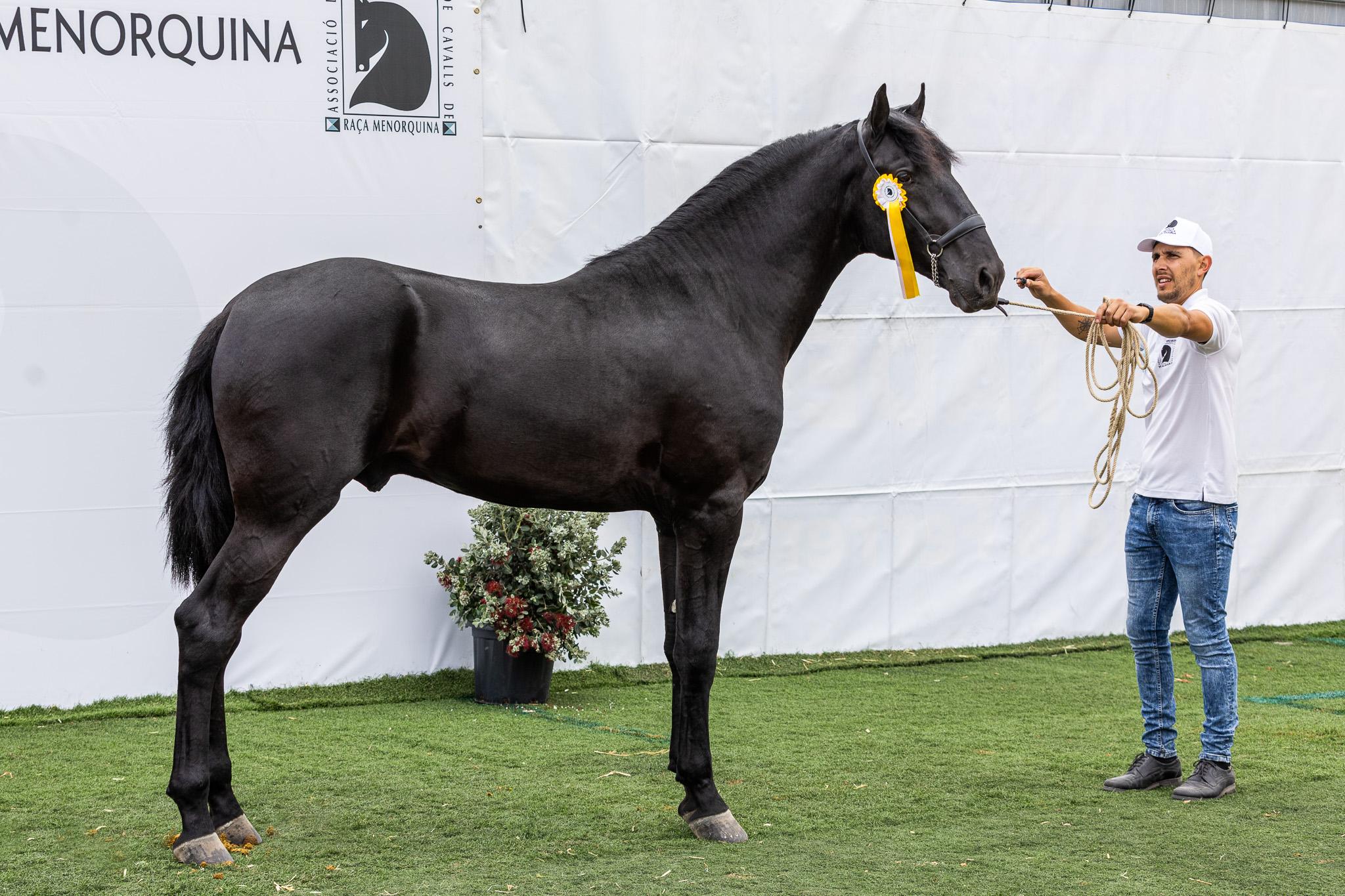 Fotogalería: Imatges de la Fira del Cavall de Menorca