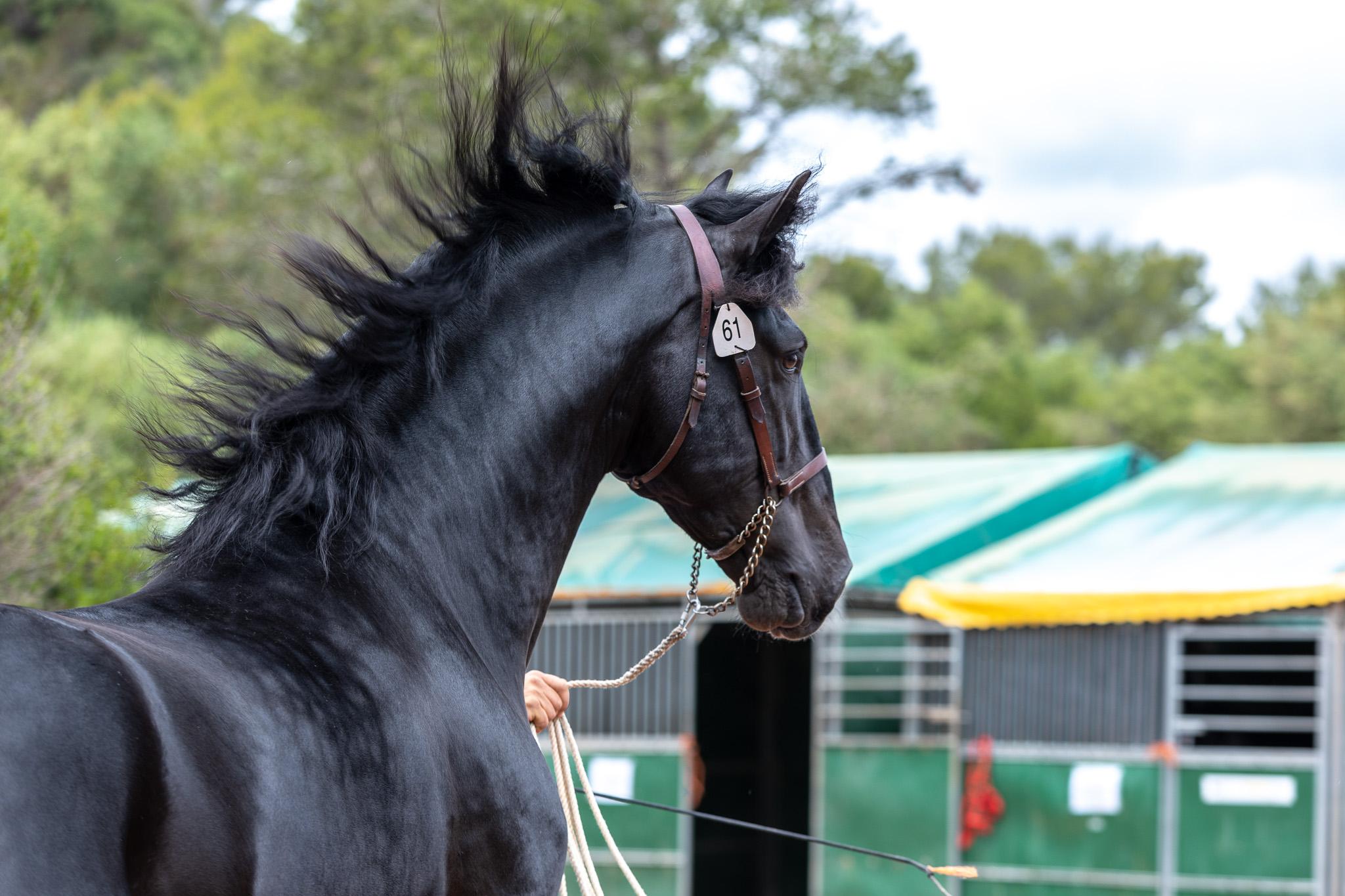 Fotogalería: Imatges de la Fira del Cavall de Menorca