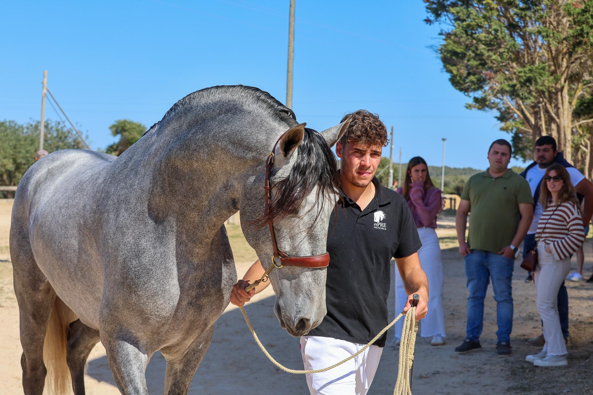 Fotogalería: FOTOS | Concurs morfològic de cavall de raça espanyola