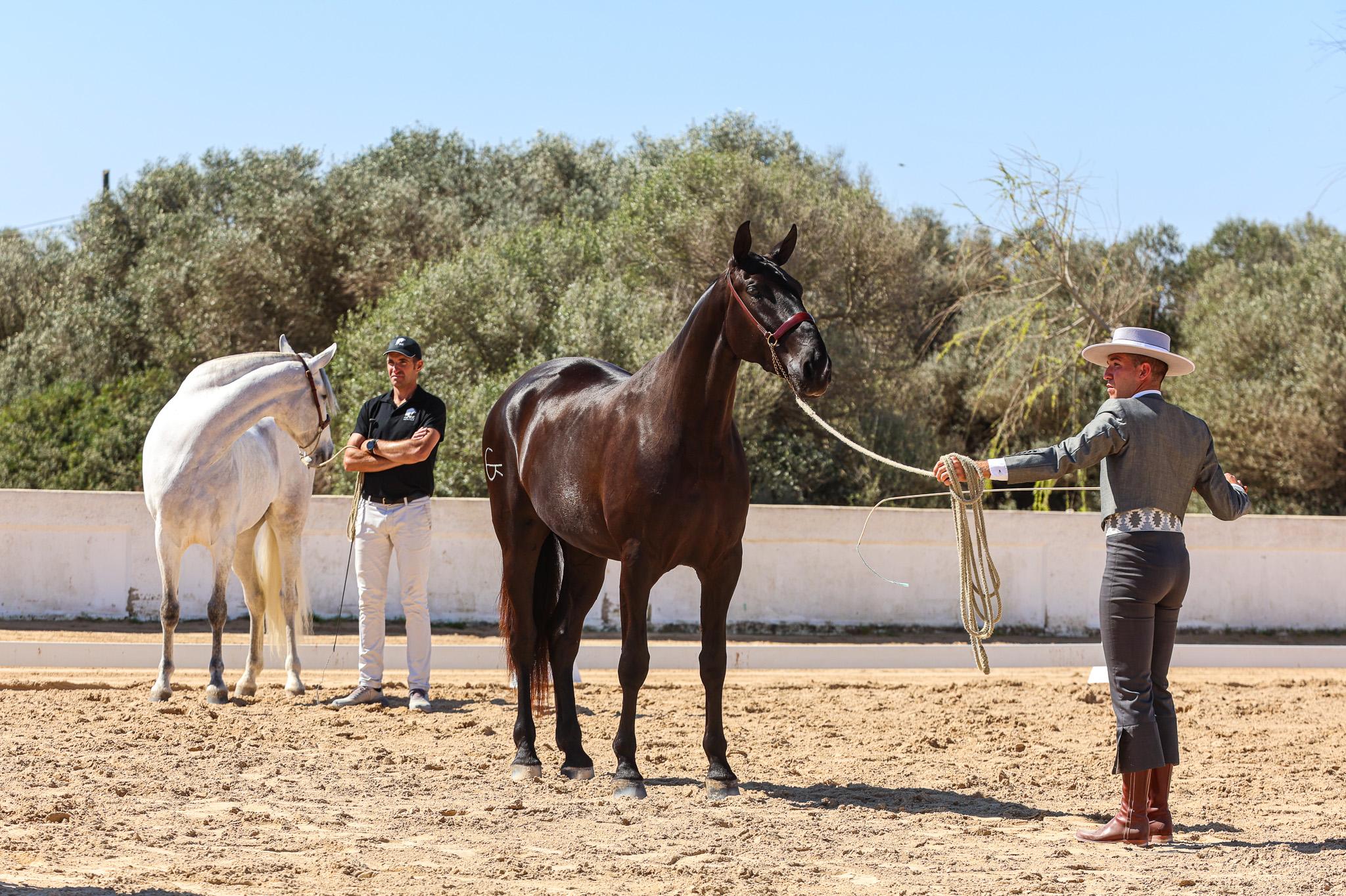 Fotogalería: FOTOS | Concurs morfològic de cavall de raça espanyola