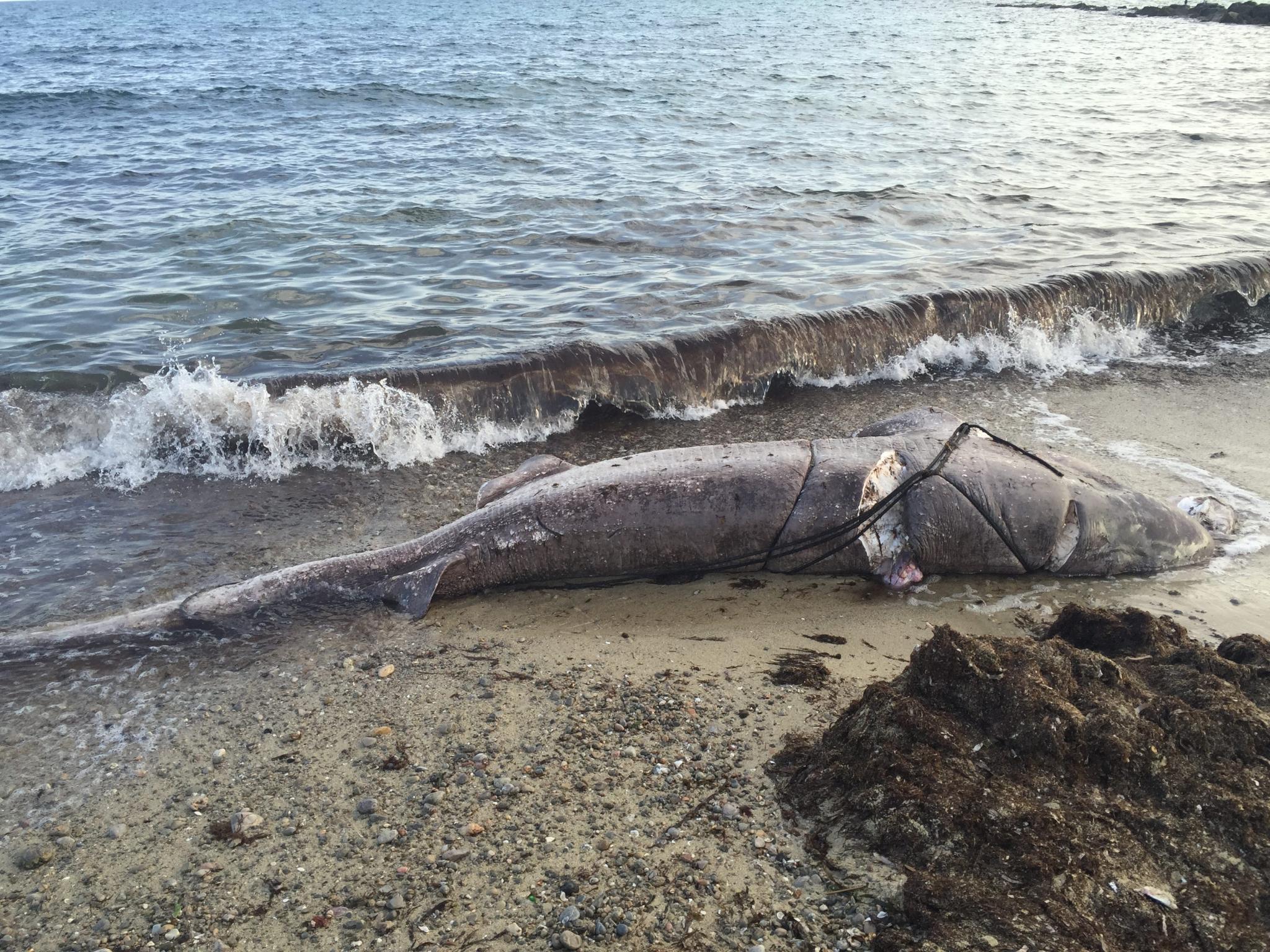 Biodiversidad| La Fundació Marilles propone recuperar tiburones en el ...