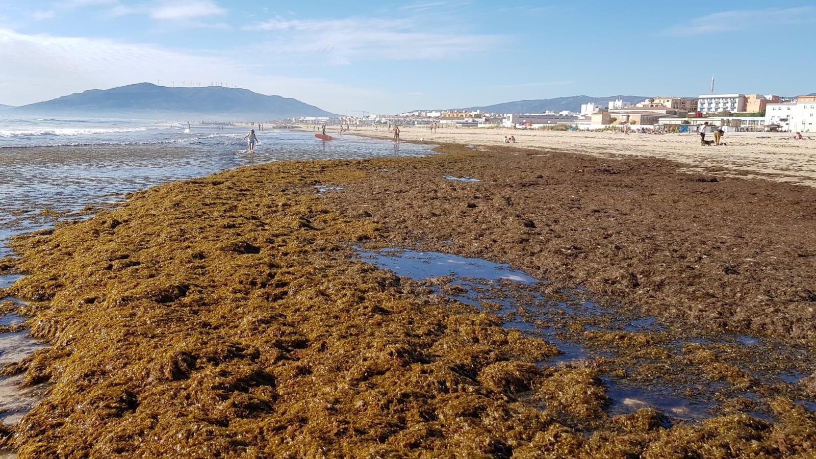 El alga invasora más peligrosa de Europa amenaza cada vez más la costa balear