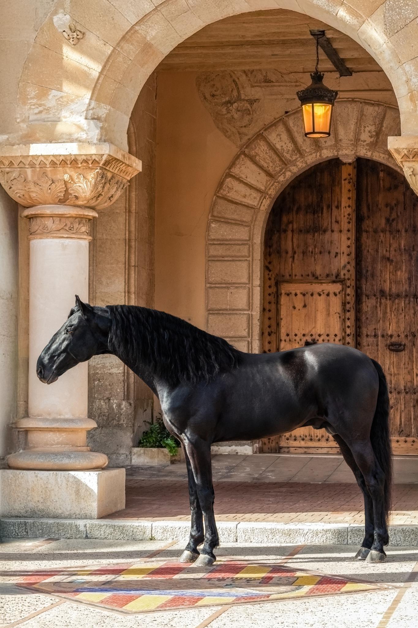 La gran expansión del caballo menorquín: cerca de 4.000 ejemplares ...