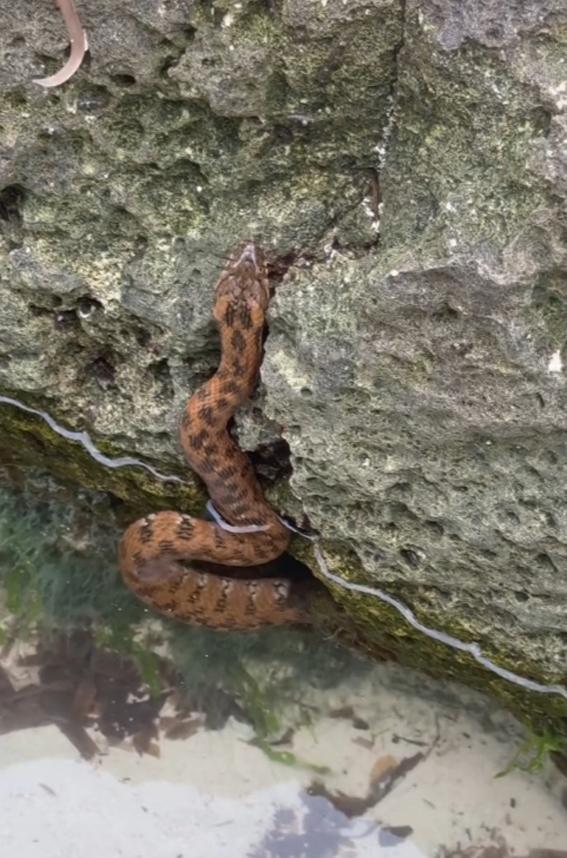 Que una culebra viperina de considerables dimensiones...