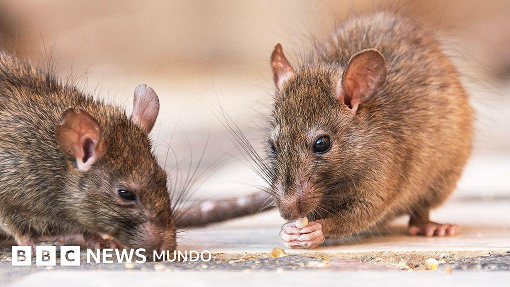El peligros de las ratas