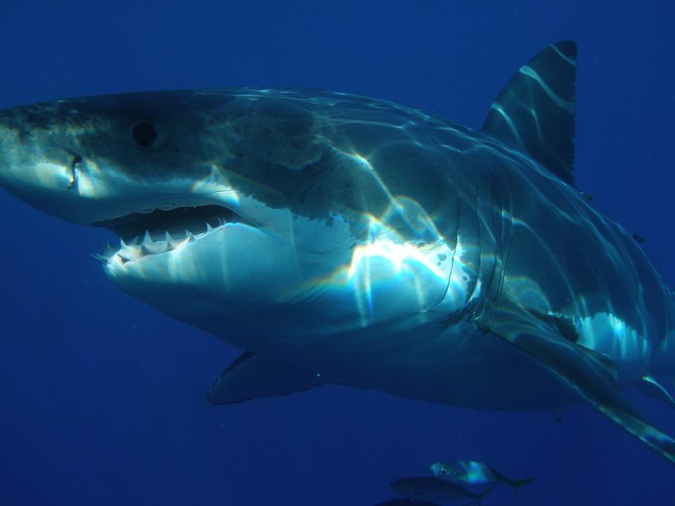 Graban a un gran tiburón blanco en el Mediterráneo
