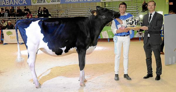 Llorenç Bosch gana un concurso de manejo de vaca frisona en Galicia