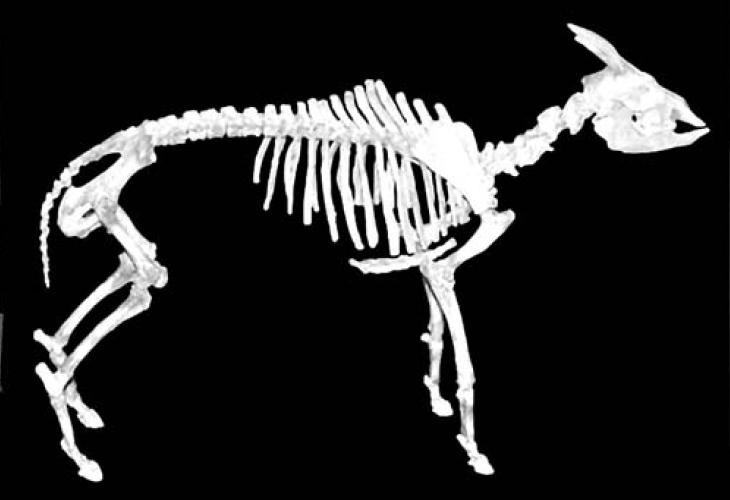 La llegada de los humanos causó la extinción del Myotragus balearicus