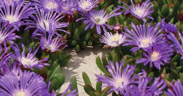 Les espècies invasores amenacen la flora de Menorca: el Consell fa una ...