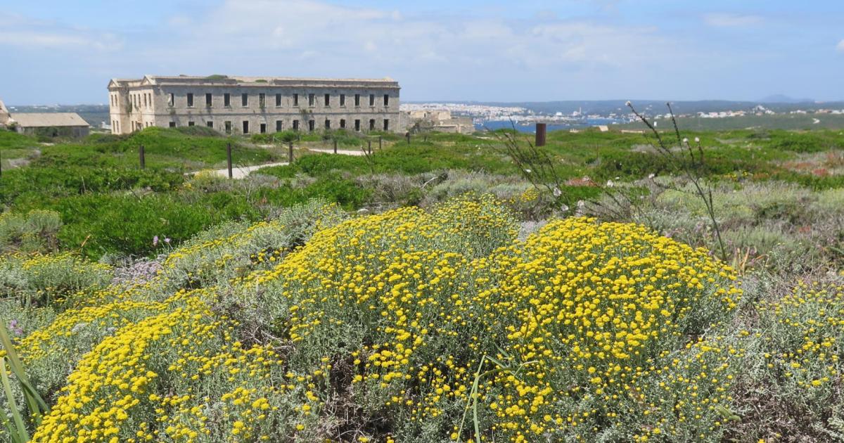Els secrets de la camamil·la, al descobert: la flor daurada i ...
